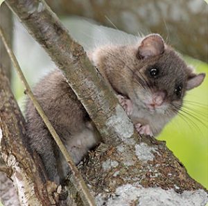 Polh in polharstvo - Rakitna - Učna pot